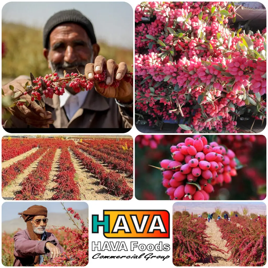 Barberry - HAVA Foods Commercial Group