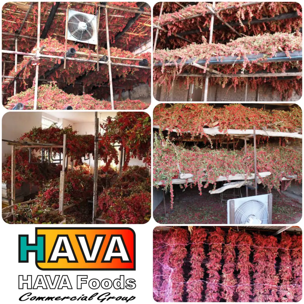 Barberry - HAVA Foods Commercial Group