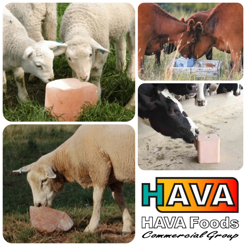 Salt - HAVA Foods Commercial Group